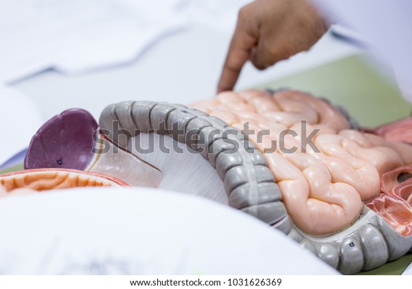Study Human Organs Model Lab Stock Photo 1031626369 | Shutterstock