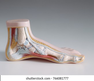 158,577 Foot model Images, Stock Photos & Vectors | Shutterstock