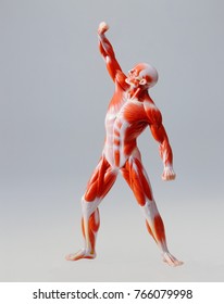 Study Model Human Muscles Stock Photo 766079998 | Shutterstock