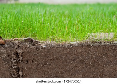 Study Structure Soil Under Lawn On Stock Photo 1724730514 | Shutterstock