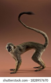 563 Mammals backbones Images, Stock Photos & Vectors | Shutterstock