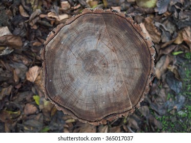 11,385 Wood log top view Stock Photos, Images & Photography | Shutterstock