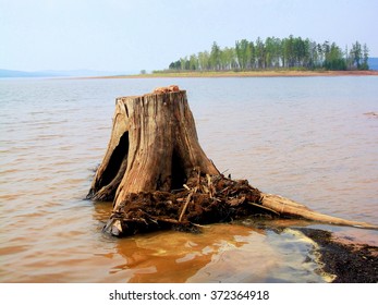 7,079 Fir Tree Stump Images, Stock Photos & Vectors | Shutterstock