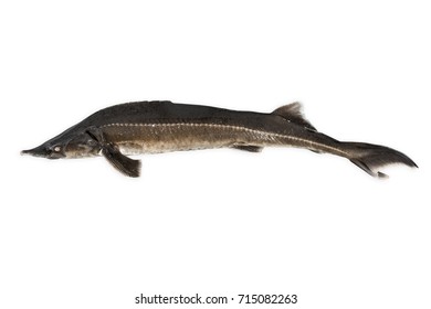Sturgeon Stock Photo 715082263 | Shutterstock