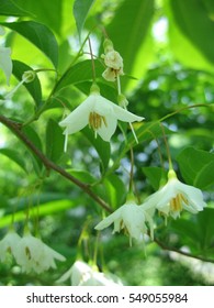 Styrax Stock Photo 549055984 | Shutterstock
