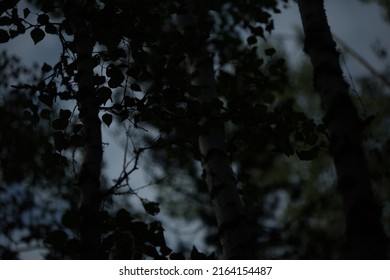 7,055 Subdued light Images, Stock Photos & Vectors | Shutterstock