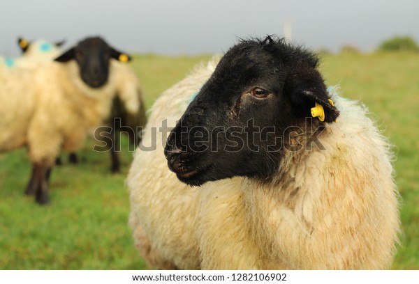 Suffolk Sheep Lamb close up side profile