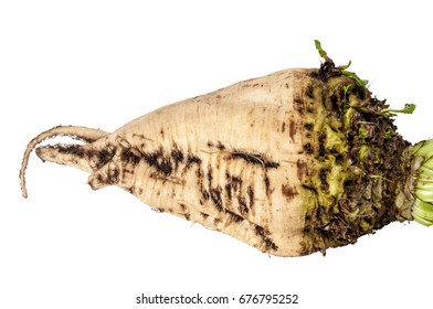 1,547 Sugar beet cut Images, Stock Photos & Vectors | Shutterstock