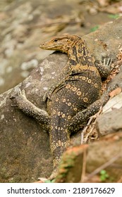 239 Biawak Images, Stock Photos & Vectors | Shutterstock