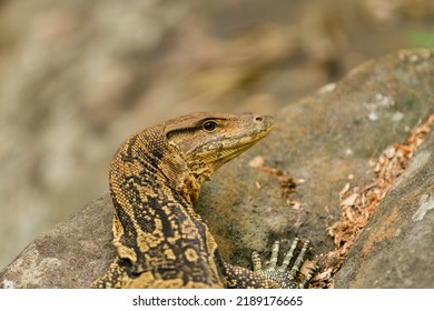 239 Biawak Images, Stock Photos & Vectors | Shutterstock