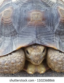 Sulcata Tortoise Shell Stock Photo 1102368866 | Shutterstock