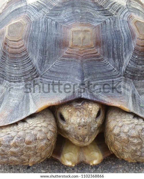 Sulcata Tortoise Shell Stock Photo 1102368866 | Shutterstock