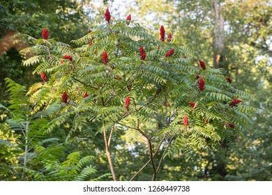 Sumac Tree Bloom Stock Photo 1268449738 | Shutterstock