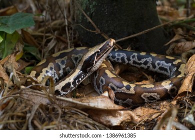 Sumatran Red Blood Python Python Curtis Stock Photo (Edit Now) 1386961385