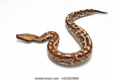 Sumatran Red Blood Python Python Curtis Stock Photo 1415025800 ...