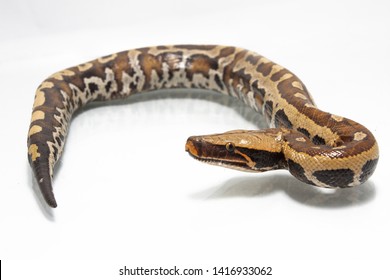 Snakes-head Images, Stock Photos & Vectors | Shutterstock