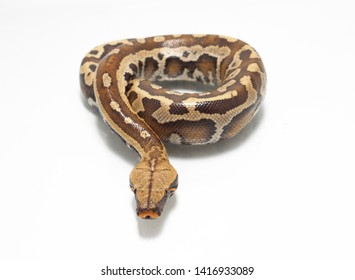 Sumatran Red Blood Python Python Curtis Stock Photo 1416933089 ...