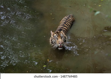 552 Tiger Bathing Images, Stock Photos & Vectors | Shutterstock