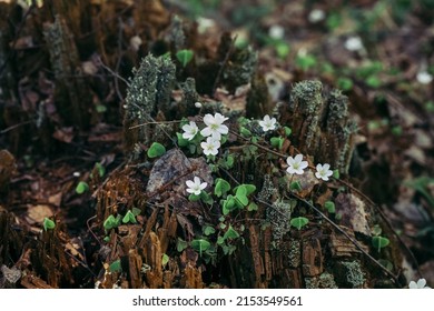 267 Cabbage stump Images, Stock Photos & Vectors | Shutterstock