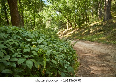 Summer Path In The Forest PPT template 90 | CrystalGraphics