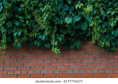 Summer Texture Background Red Brick Wall Stock Photo 2177776277 ...