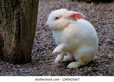 81 Sun Bathing Rabbits Images, Stock Photos & Vectors | Shutterstock
