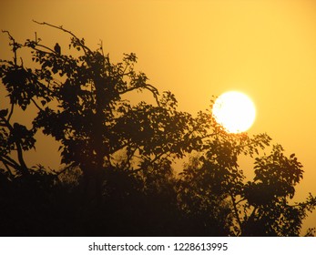 Sun Between Trees Stock Photo 1228613995 | Shutterstock