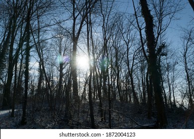 30,156 Sun Between Tree Images, Stock Photos & Vectors | Shutterstock