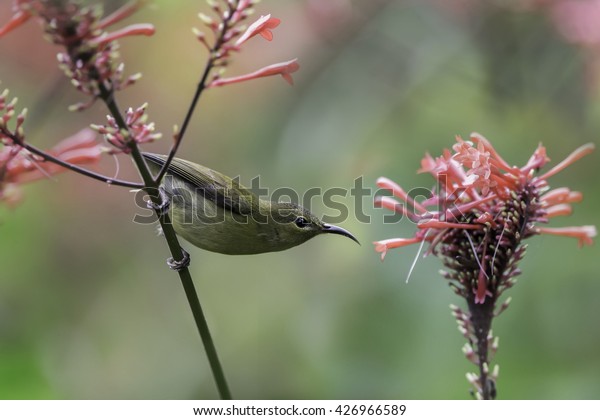 Sun Bird Stock Photo (Edit Now) 426966589