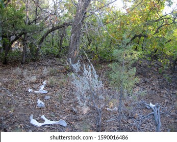325 Sun bleached bone Images, Stock Photos & Vectors | Shutterstock