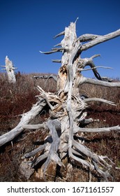 817 Sun Bleached Trees Images, Stock Photos & Vectors | Shutterstock