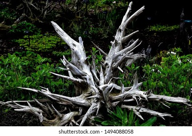 817 Sun Bleached Trees Images, Stock Photos & Vectors | Shutterstock
