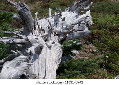 817 Sun Bleached Trees Images, Stock Photos & Vectors | Shutterstock