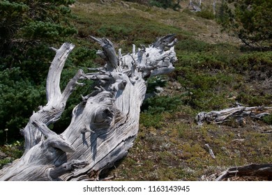 817 Sun Bleached Trees Images, Stock Photos & Vectors | Shutterstock