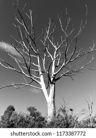 817 Sun Bleached Trees Images, Stock Photos & Vectors | Shutterstock