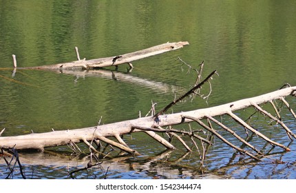 817 Sun Bleached Trees Images, Stock Photos & Vectors | Shutterstock