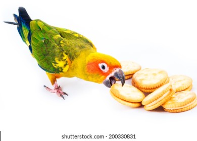 129 Fat Parrot Stock Photos, Images & Photography | Shutterstock