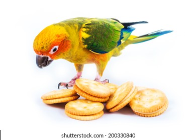 16,703 Parrot eat Images, Stock Photos & Vectors | Shutterstock
