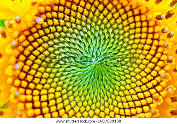 Sun Flower Macro Stock Photo 1009588138 | Shutterstock