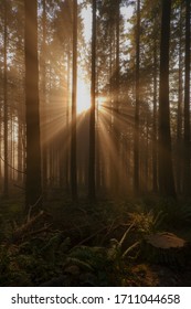 3,662 Light peaking through trees Images, Stock Photos & Vectors ...