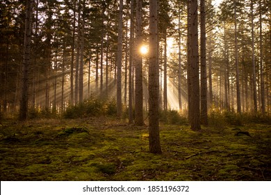 3,662 Light peaking through trees Images, Stock Photos & Vectors ...