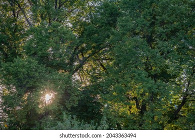 3,114 Peeking through trees Images, Stock Photos & Vectors | Shutterstock