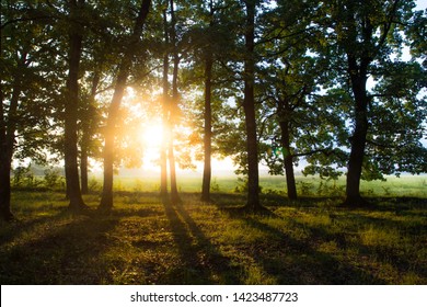 Sun Ray Path Forrest Stock Photo 1423487723 | Shutterstock
