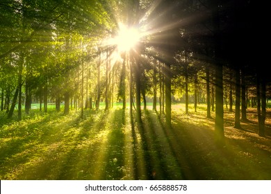 73,803 Woods sun rays Images, Stock Photos & Vectors | Shutterstock