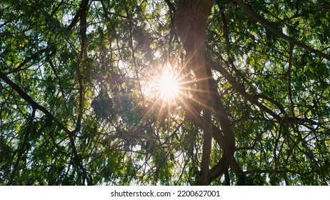 11,482 Yellow sun rays isolated Stock Photos, Images & Photography ...