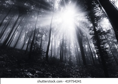 Sun Rays Dark Forest Stock Photo 419754241 | Shutterstock