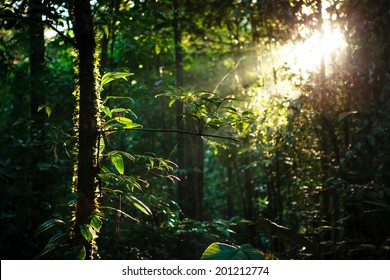 11,457 imágenes de Sun rays in jungle background - Imágenes, fotos y ...