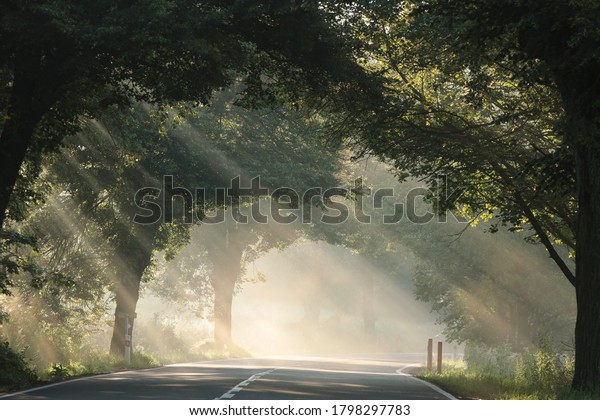 Sun Rays Pass Through Trees Along Stock Photo 1798297783 | Shutterstock
