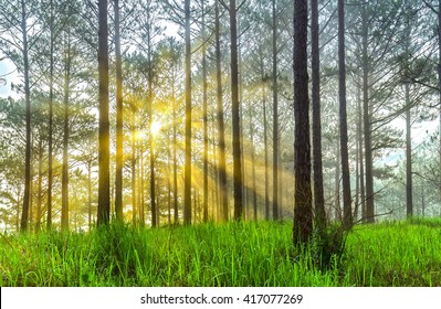 385,134 Pine Tree Sun Images, Stock Photos & Vectors | Shutterstock