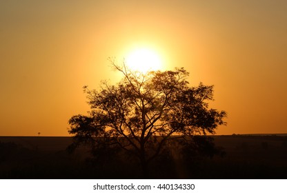 38,614 Sun Behind Trees Images, Stock Photos & Vectors | Shutterstock